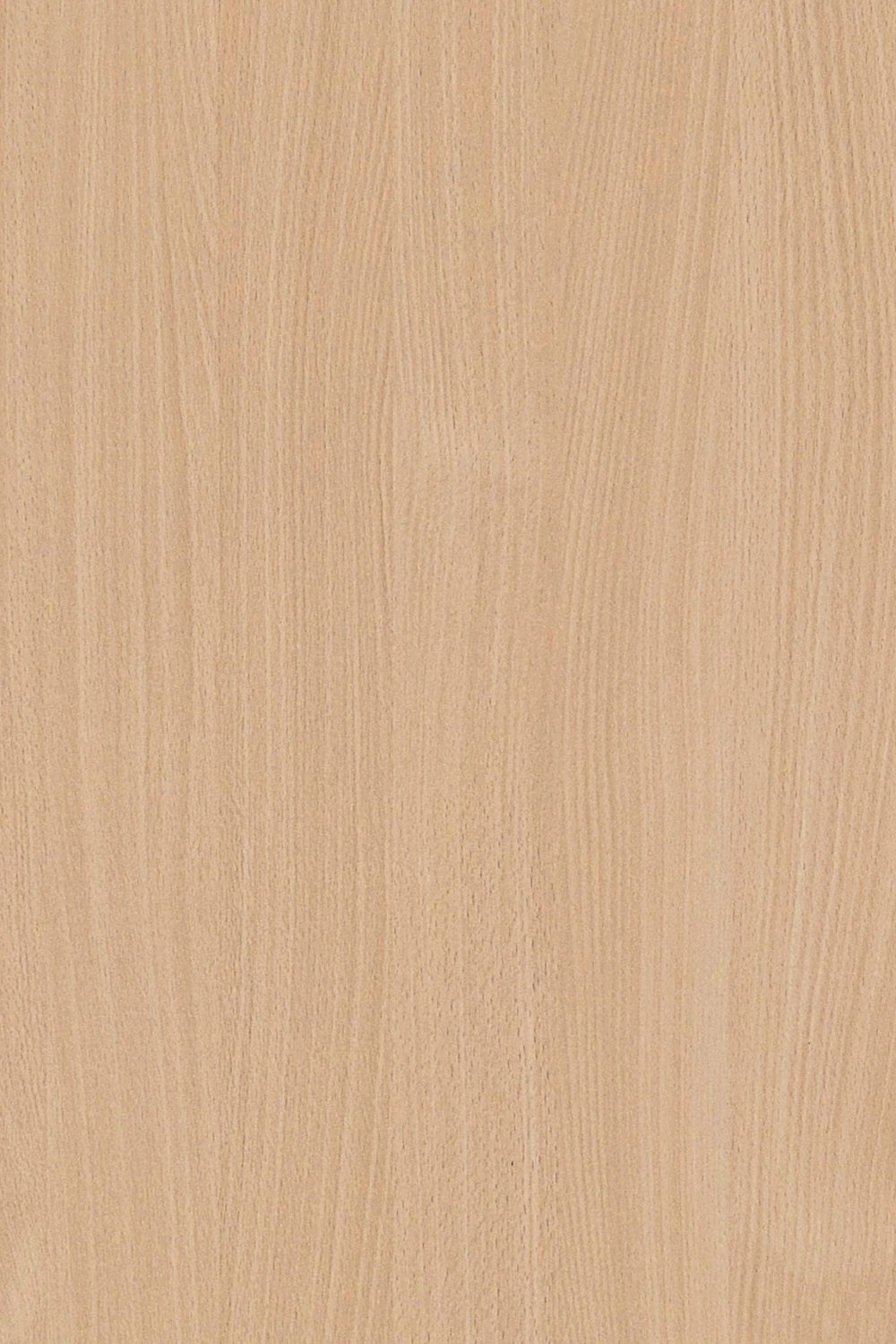 G451 / White Beech - Toppal